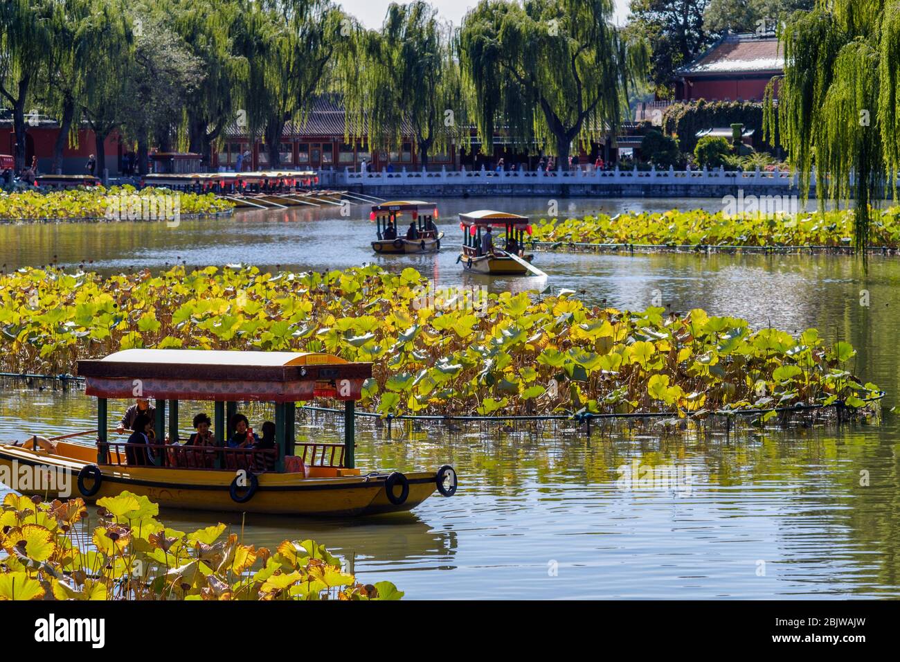 Peking willow hi-res stock photography and images - Alamy