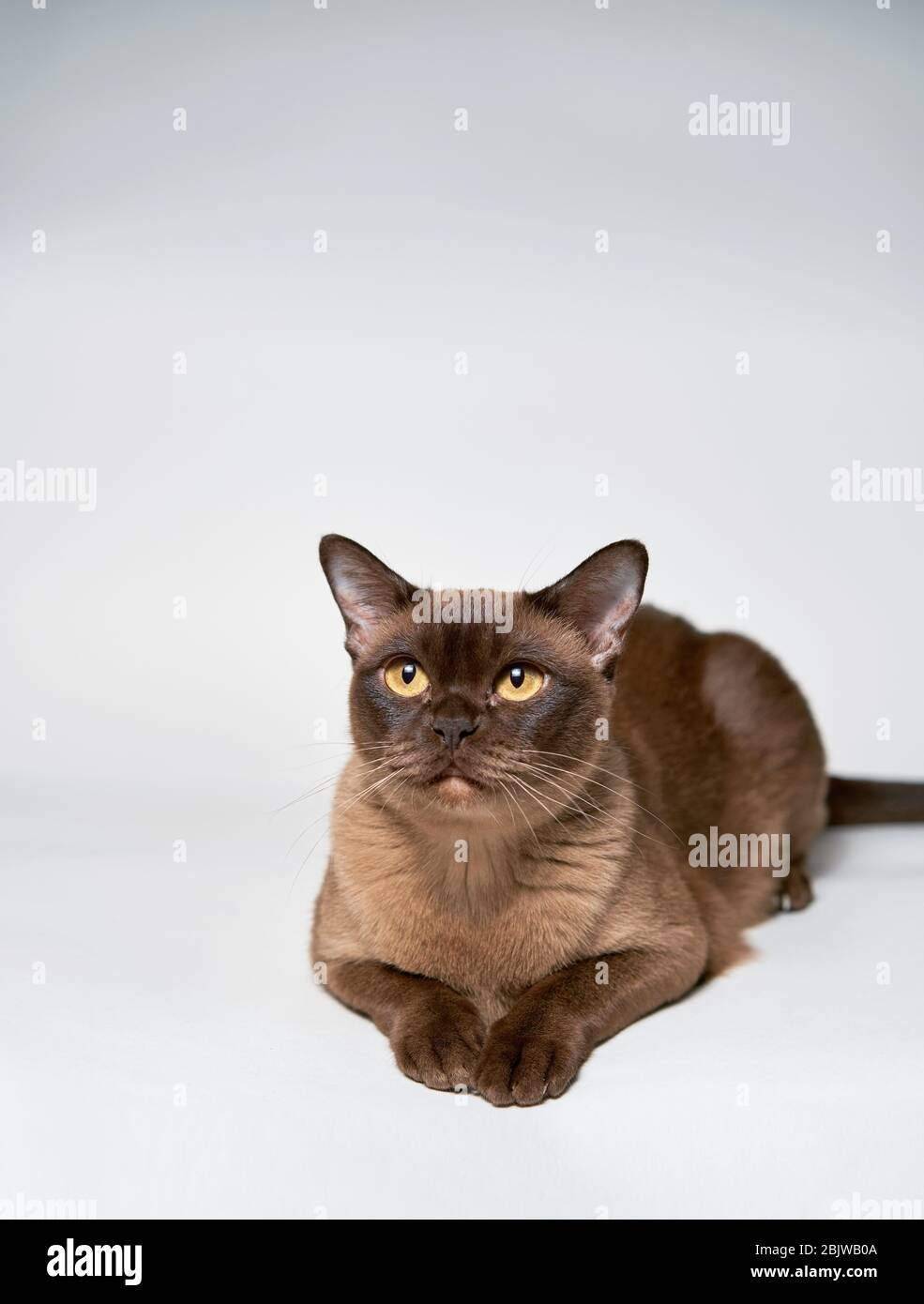 beautiful light cat on a white background Stock Photo - Alamy