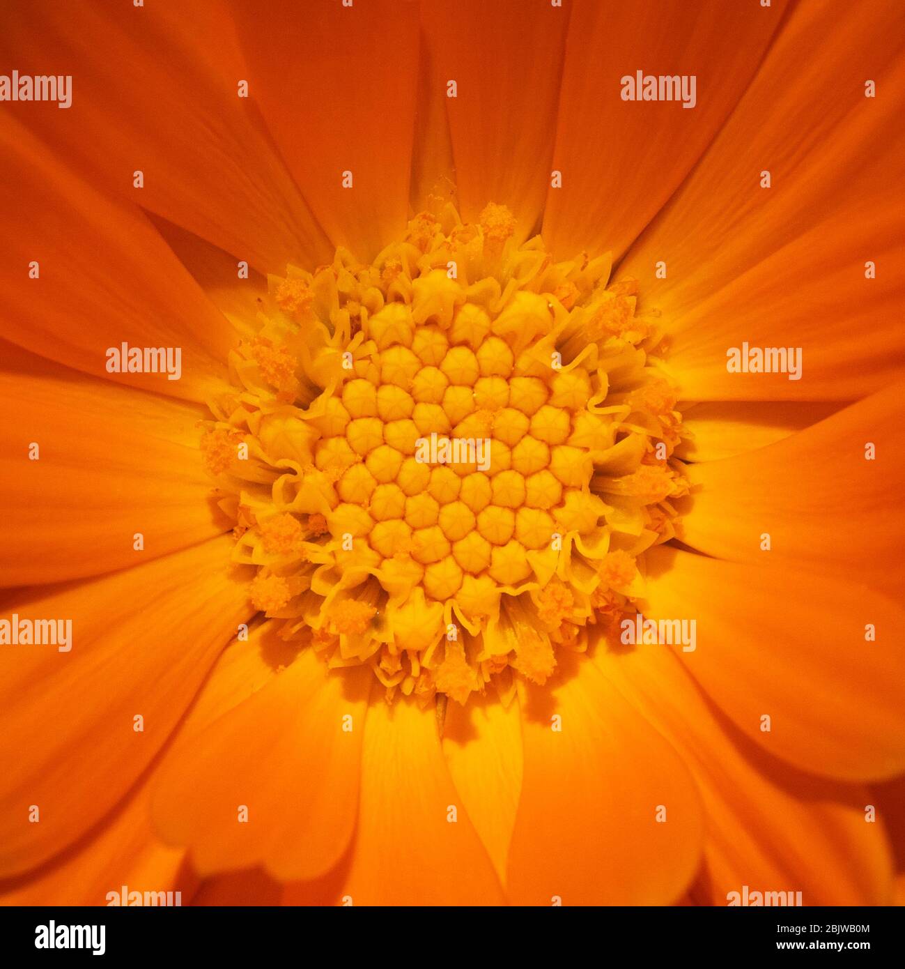 Orange flower closeup isolated Stock Photo - Alamy