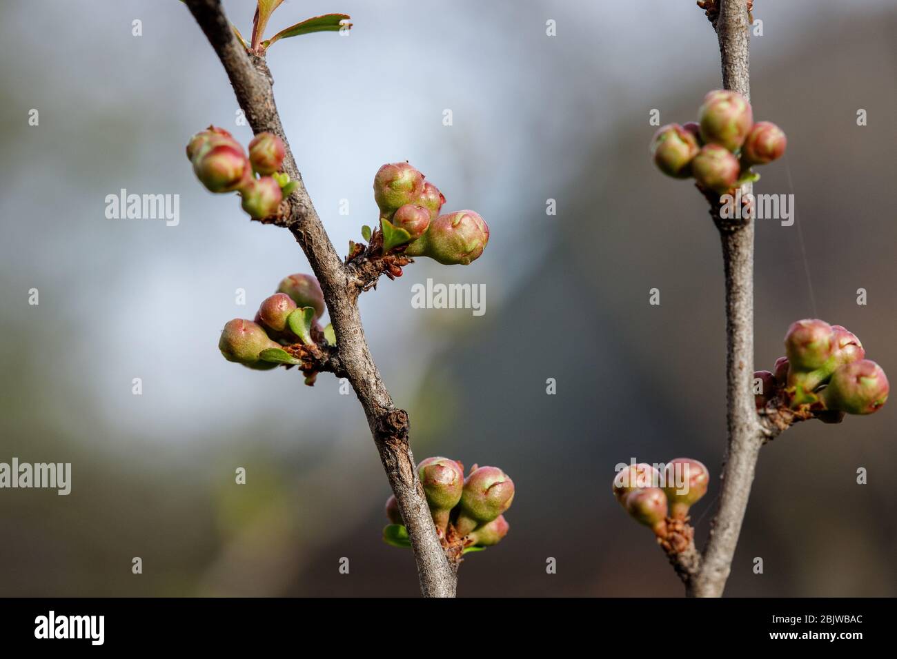 Quince buds in Japanese spring. Chaenomeles in the spring. Branches of ...