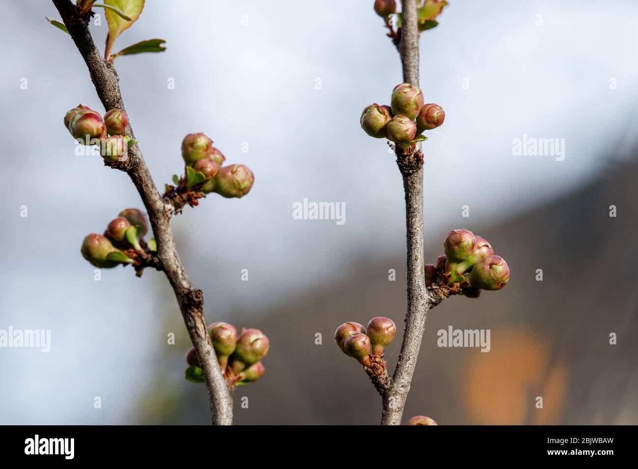 Japanese gooseberry hi-res stock photography and images - Alamy
