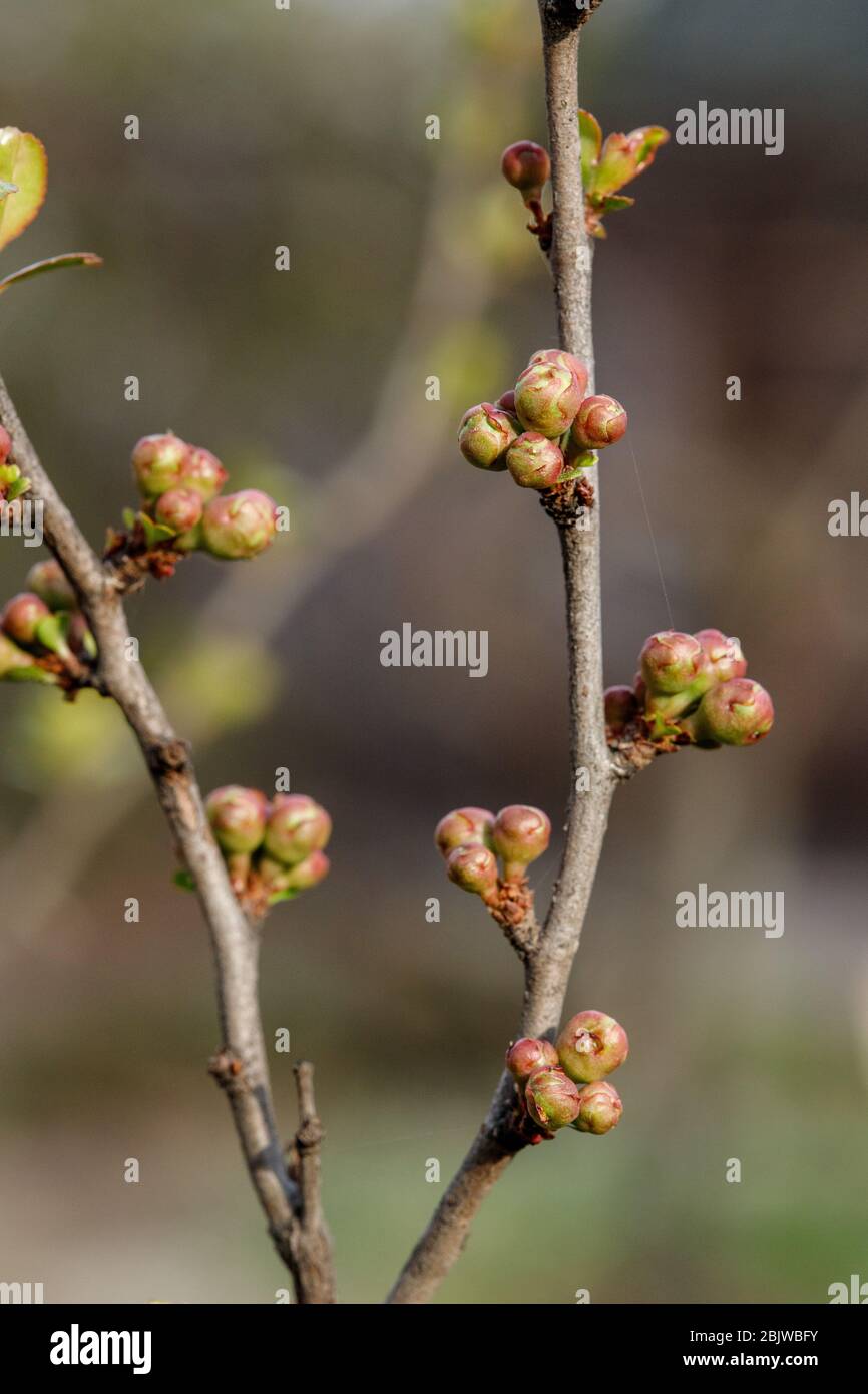 Japanese gooseberry hi-res stock photography and images - Alamy