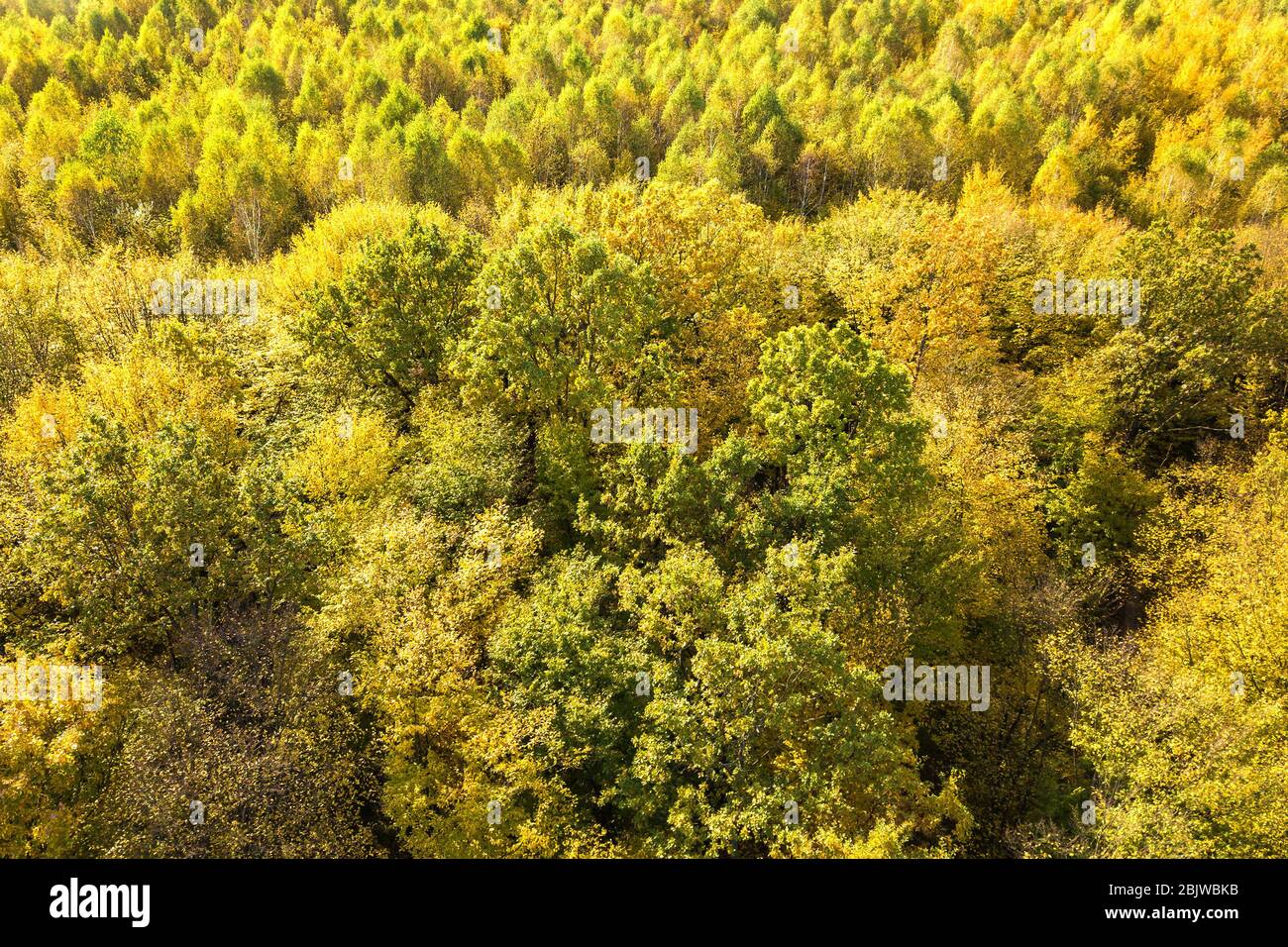 Top down aerial view of green and yellow canopies in autumn forest with ...