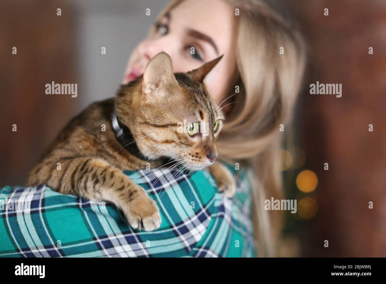 Cute cat in owner's hands at home Stock Photo - Alamy