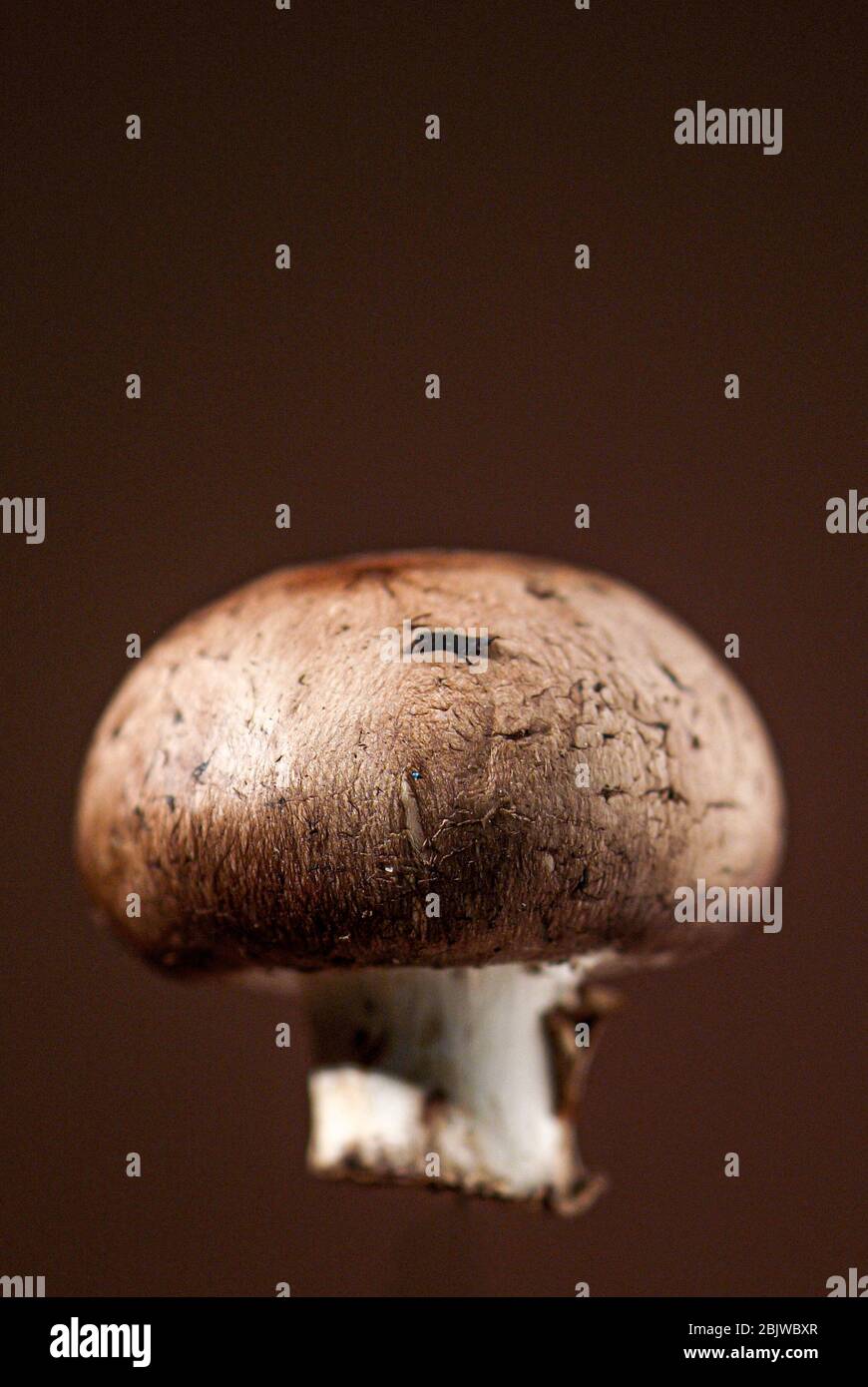 Floating mushrooms hi-res stock photography and images - Alamy