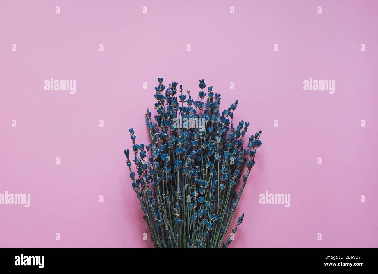A Lavender branches Stock Photo - Alamy