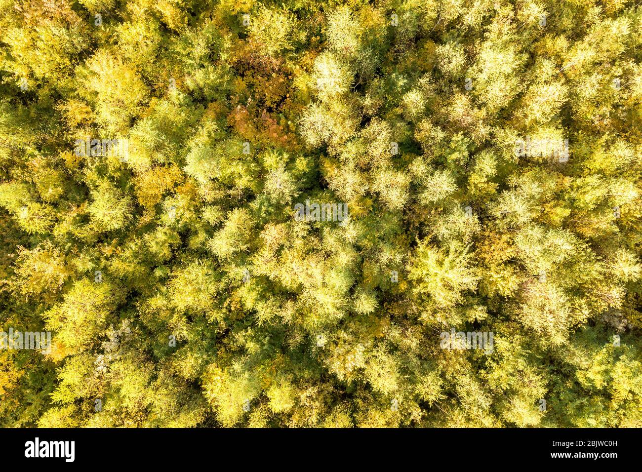 Top down aerial view of green and yellow canopies in autumn forest with ...