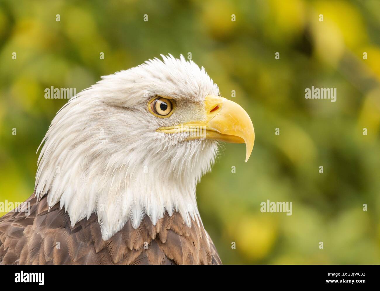 Bald eagle close up Stock Photo - Alamy
