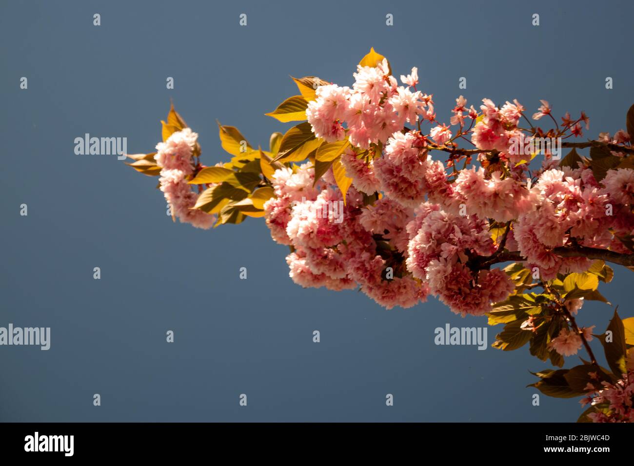cherry blossom tree in bloom in the Netherlands Stock Photo - Alamy