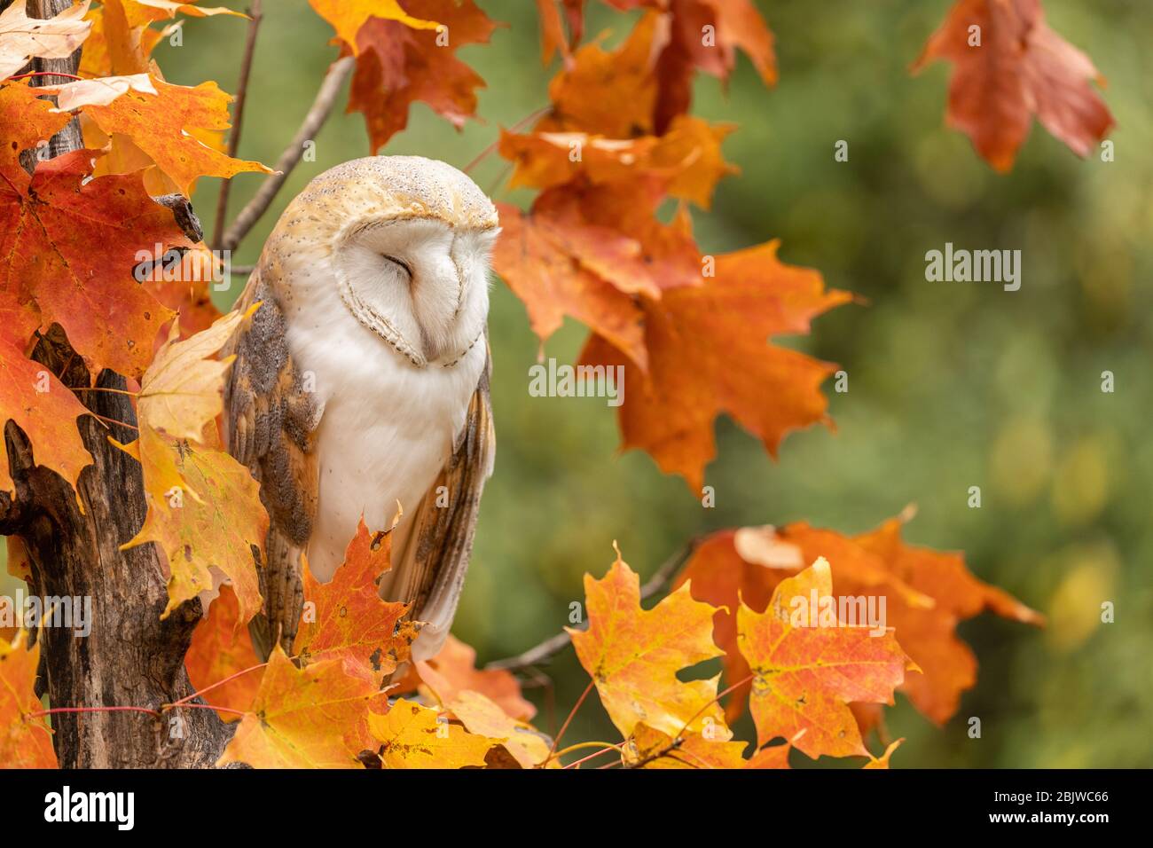 A sleeping barn owl in an autumn maple tree Stock Photo - Alamy