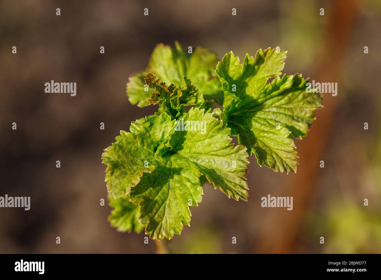 Currant bush in the spring. Growth. Greens appear Stock Photo - Alamy