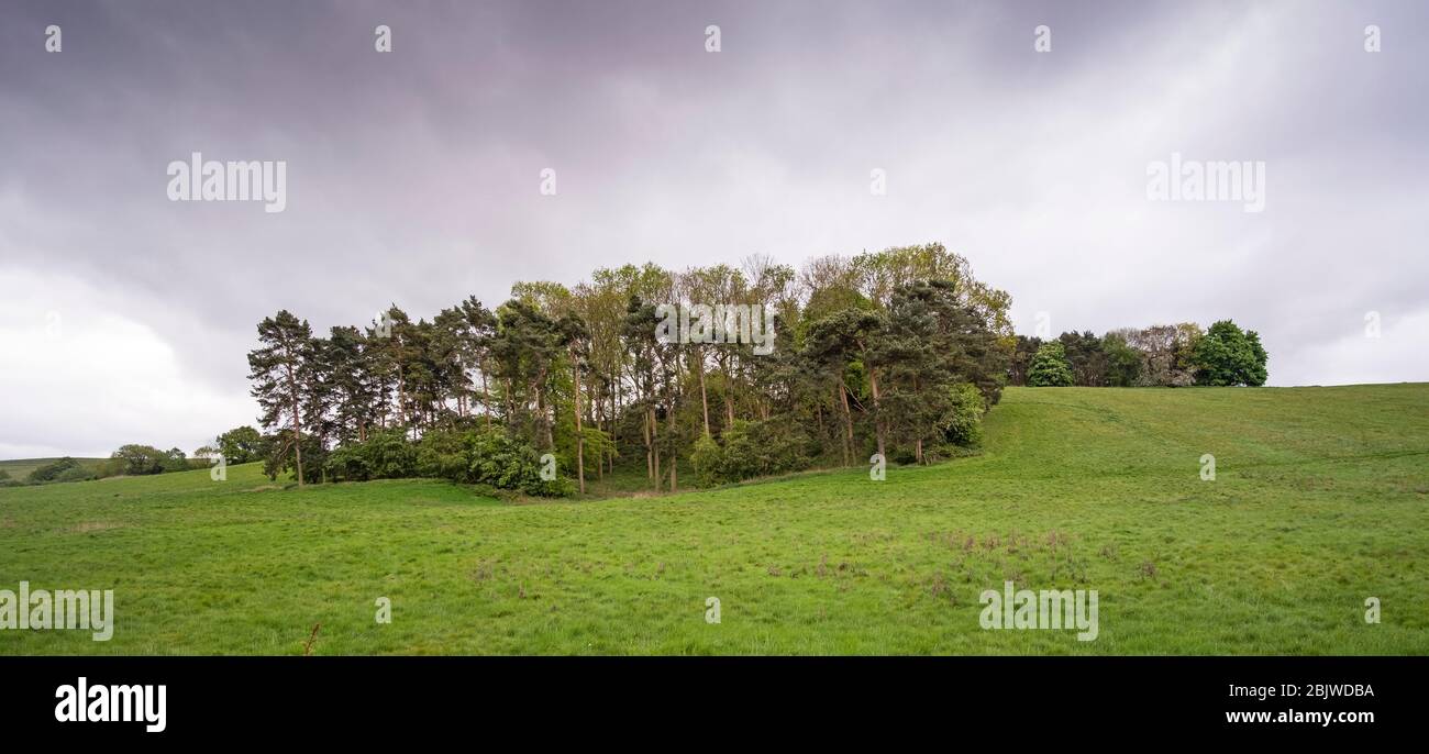 Small woodland of trees on a hillside Stock Photo - Alamy