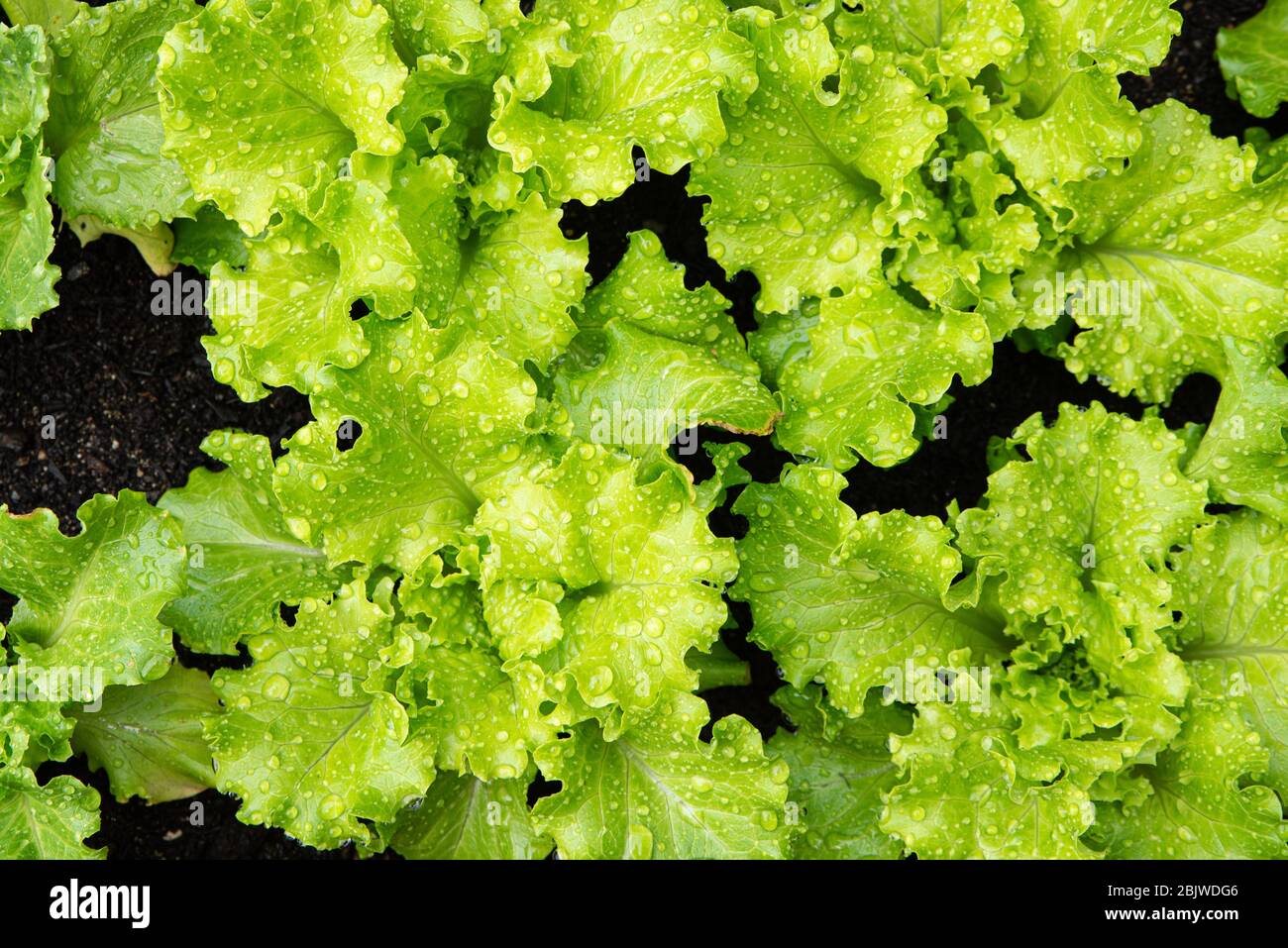 Blonde curly leaf lettuce Stock Photo - Alamy