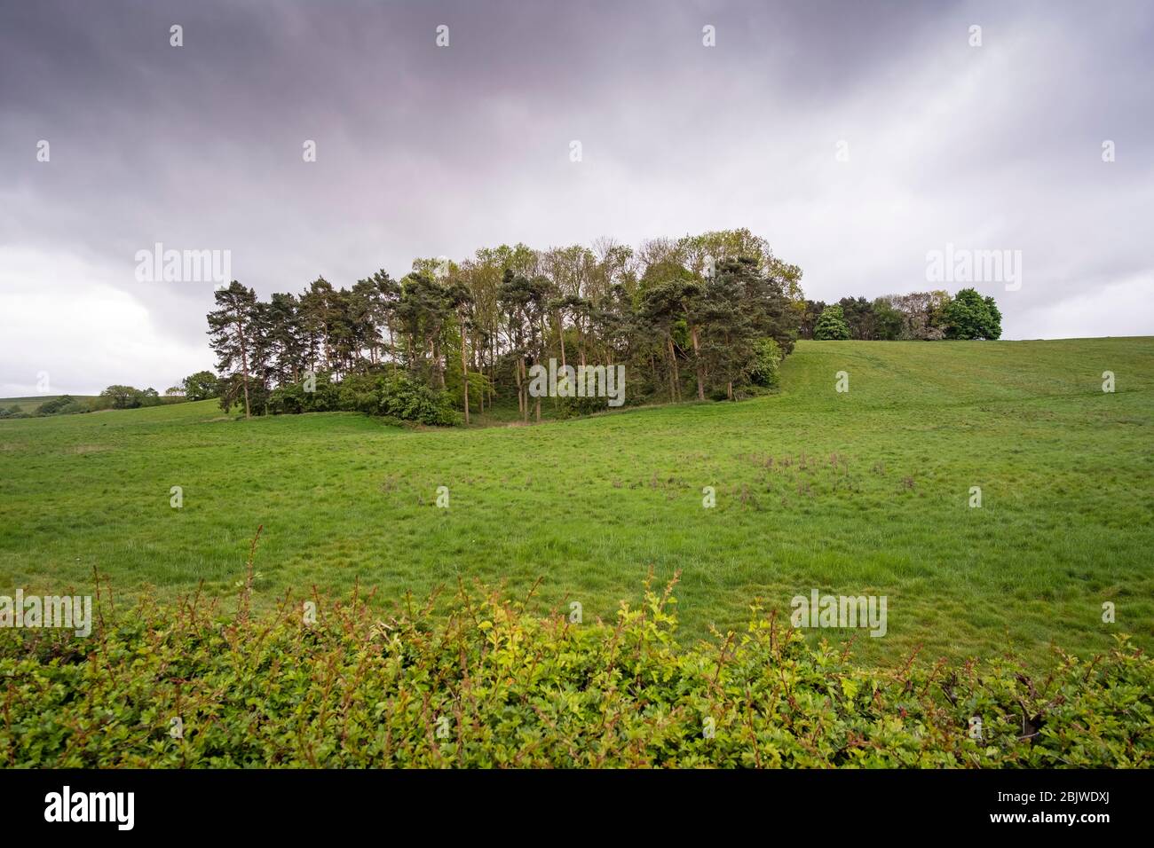 Small clump of trees hi-res stock photography and images - Alamy