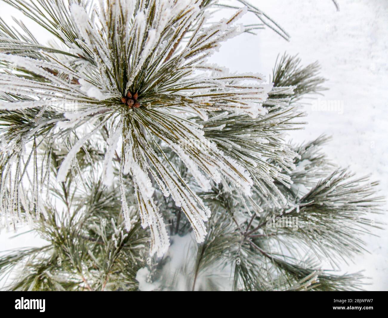 Covered in needles hi-res stock photography and images - Alamy