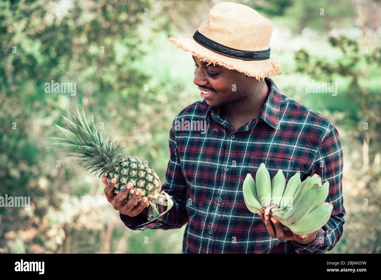Pineapple plantation africa hi-res stock photography and images - Alamy