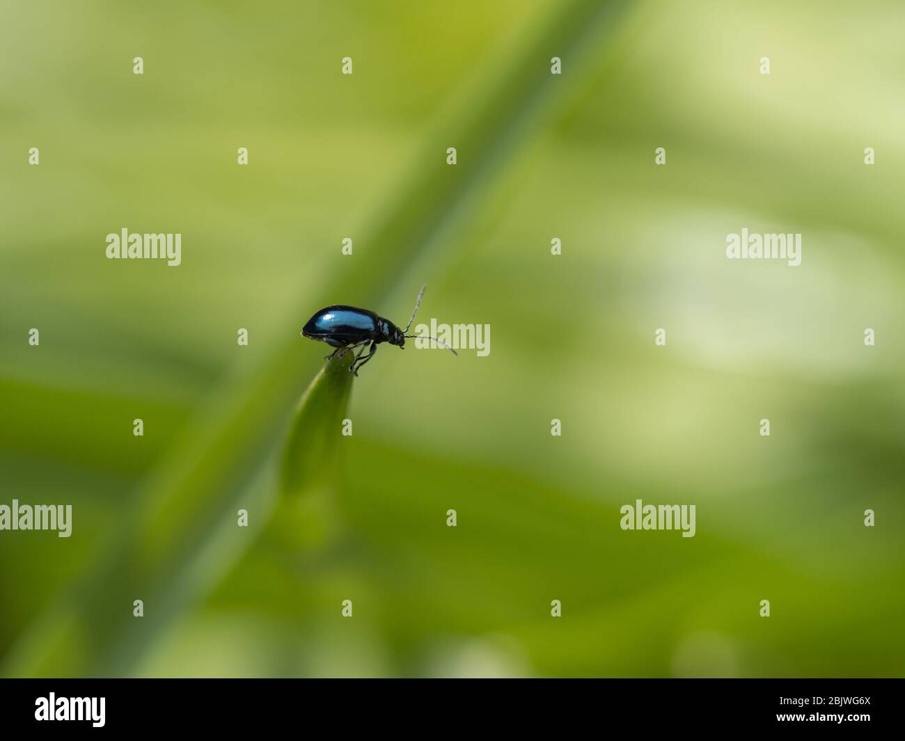 Micro Beetle on leaf. About 5mm long Stock Photo - Alamy