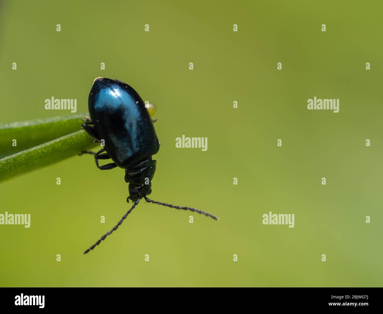 Micro Beetle on leaf. About 5mm long Stock Photo - Alamy