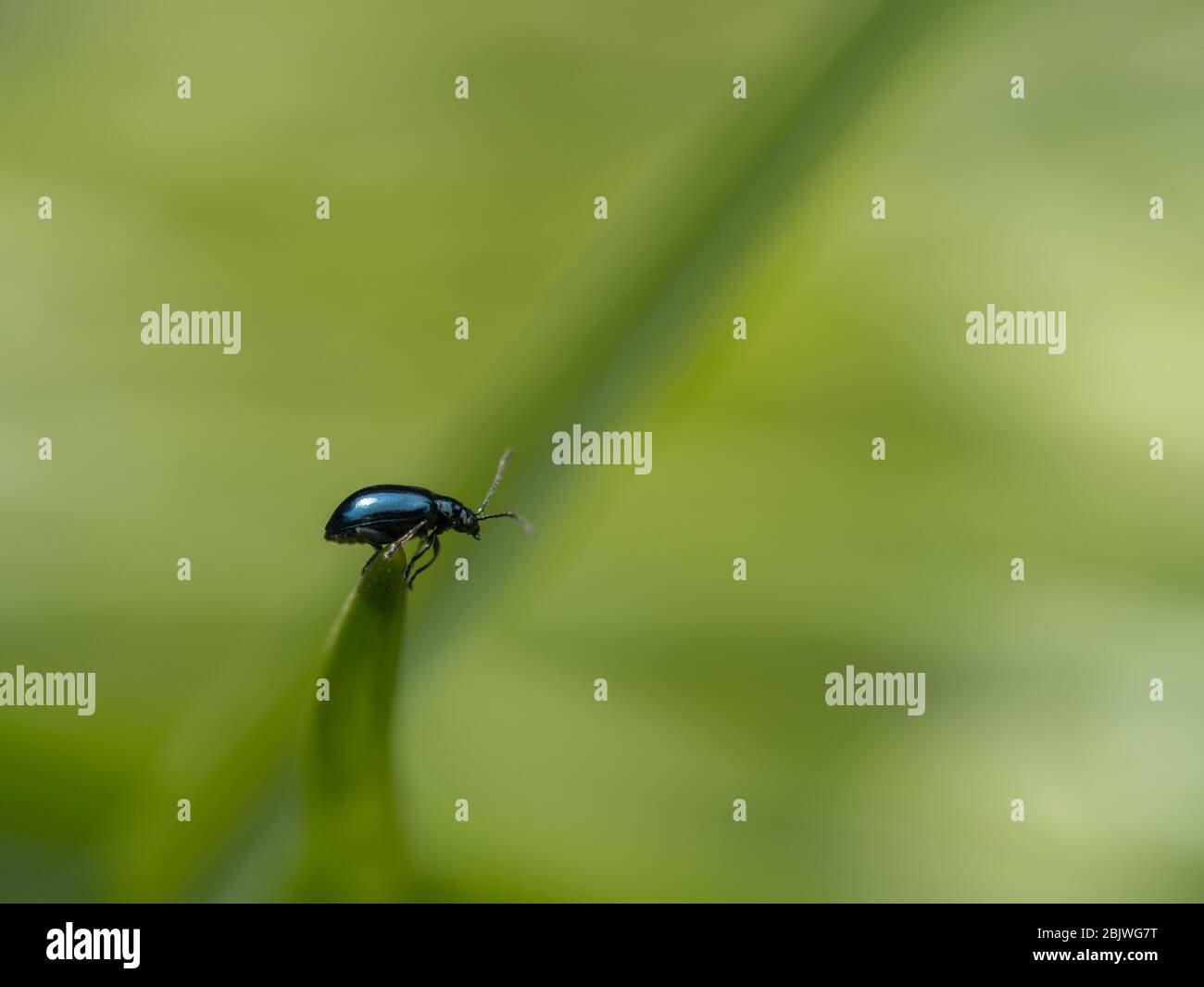 Micro Beetle on leaf. About 5mm long Stock Photo - Alamy