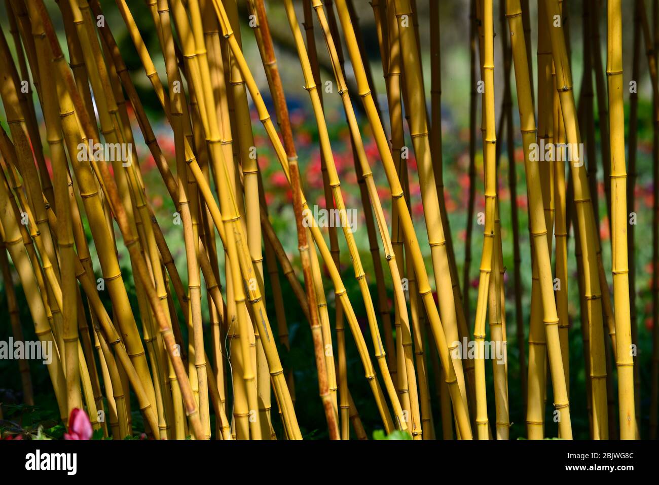 phyllostachys vivax aureocaulis,golden bamboo,yellow stem bamboo ...