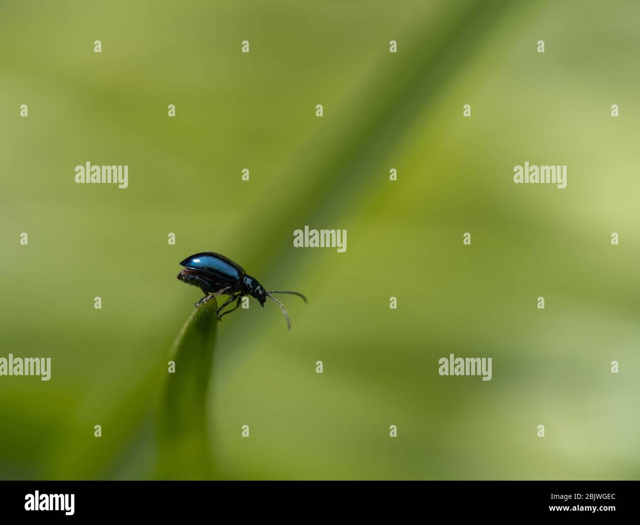 Micro Beetle on leaf. About 5mm long Stock Photo - Alamy