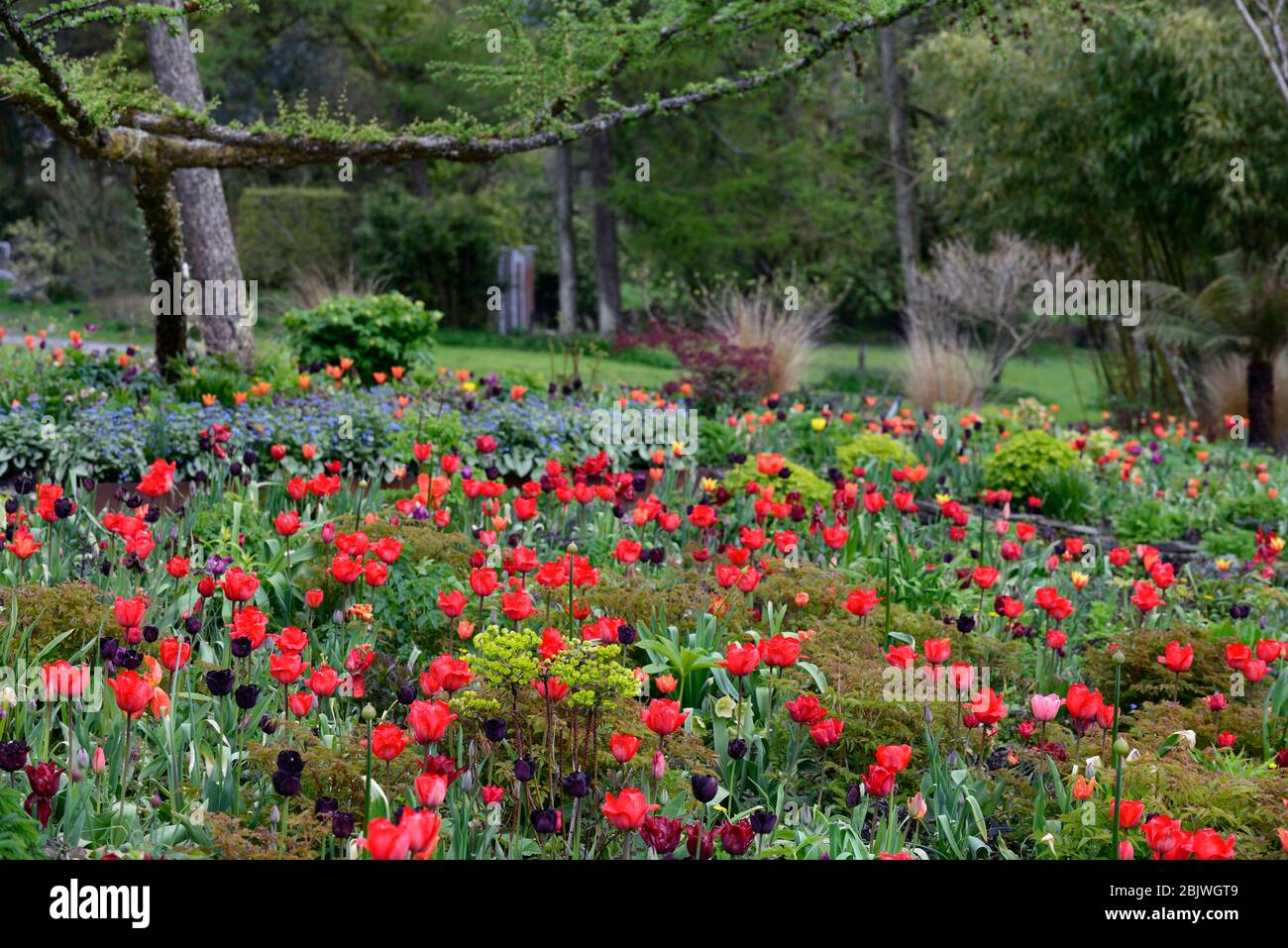 tulipa,tulip,tulips,mix,mixed combination,border,bed,red,wine,purple ...