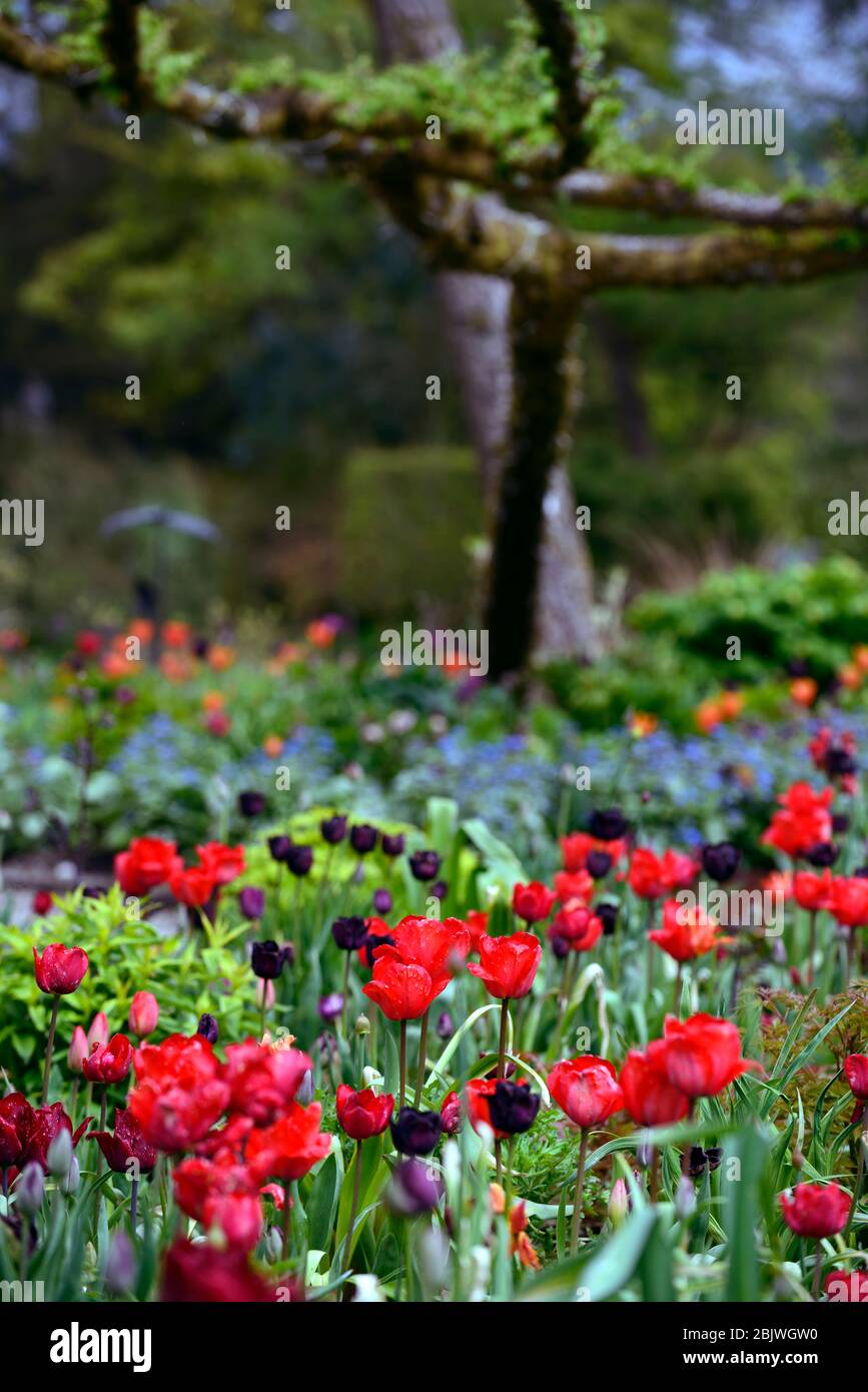 tulipa,tulip,tulips,mix,mixed combination,border,bed,red,wine,purple ...
