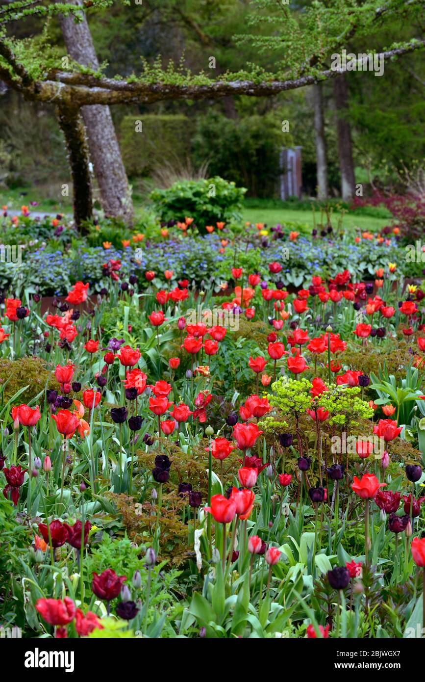 tulipa,tulip,tulips,mix,mixed combination,border,bed,red,wine,purple ...