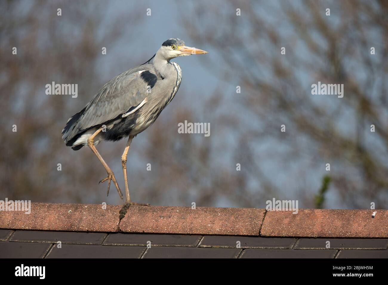 Heron like bird hi-res stock photography and images - Alamy
