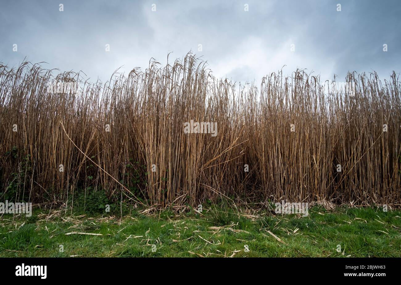 Common Thatching Grass High Resolution Stock Photography and Images - Alamy