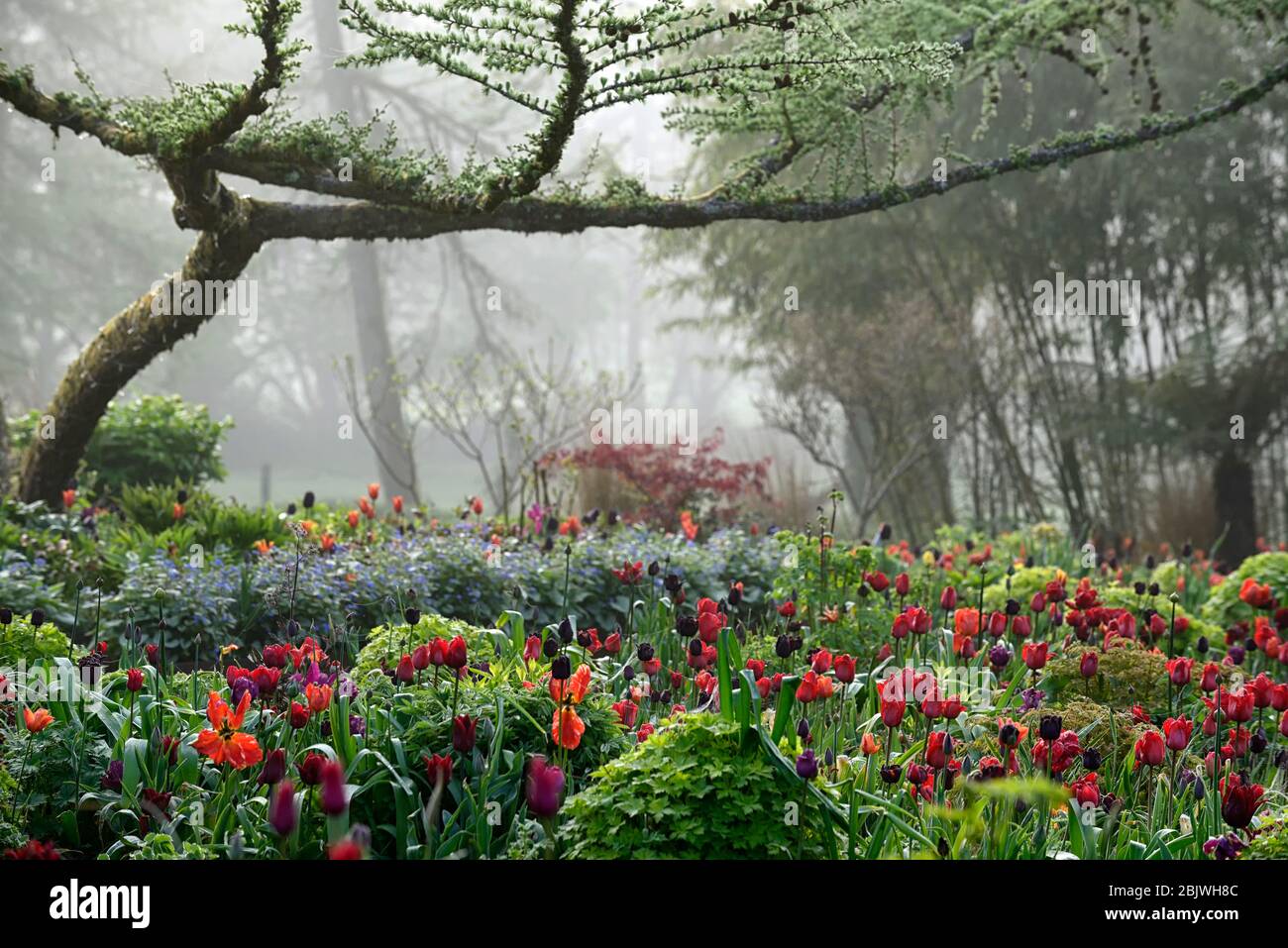 tulipa,tulip,tulips,mix,mixed combination,border,bed,red,purple,larch ...