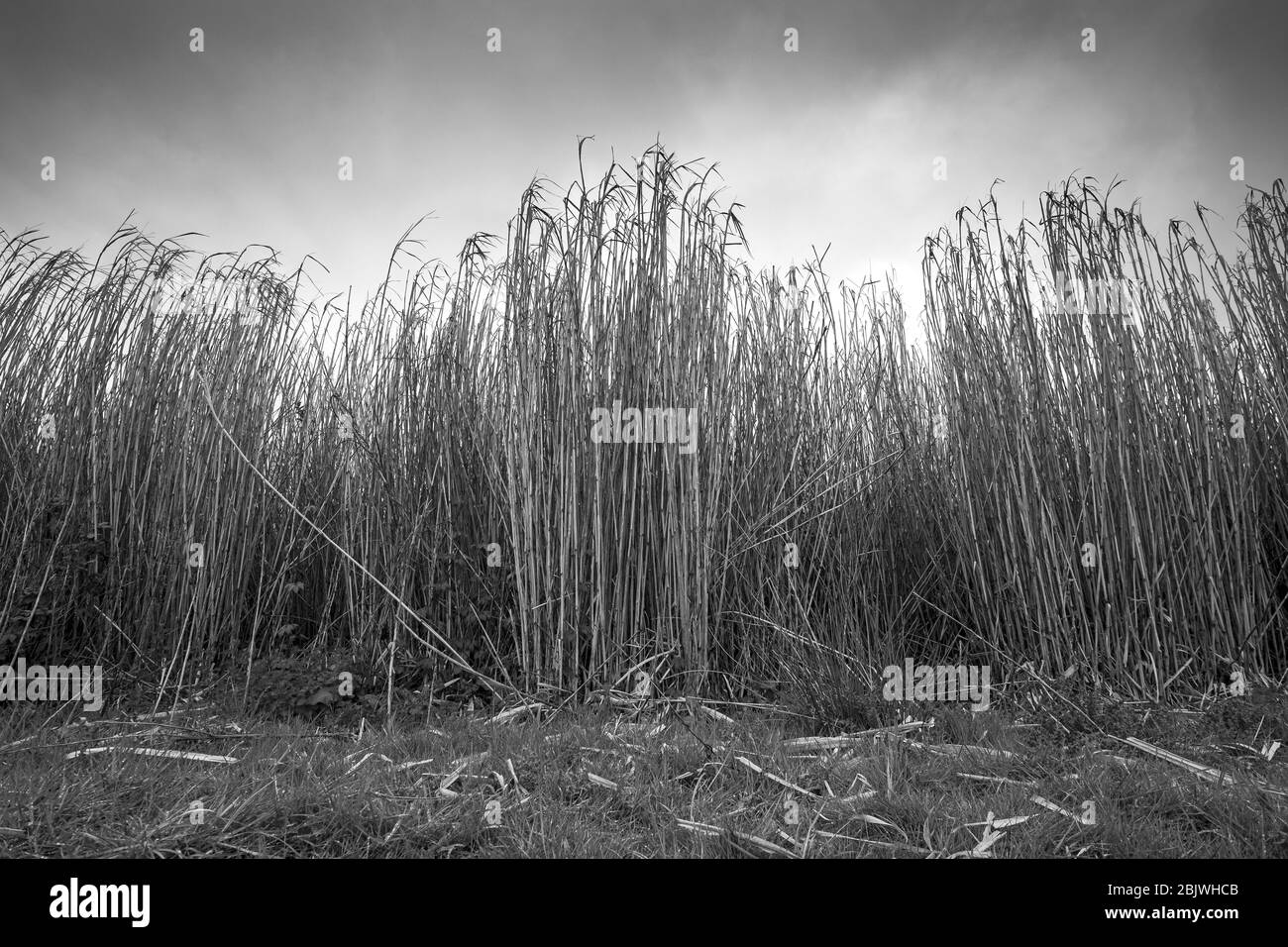 Tall grasses background Black and White Stock Photos & Images - Alamy