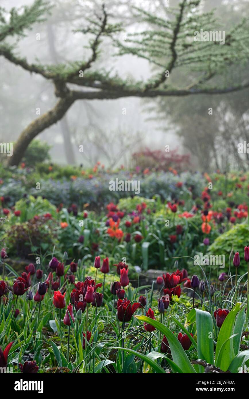 tulipa jan reus,tulip,tulips,mix,mixed combination,border,bed,red ...