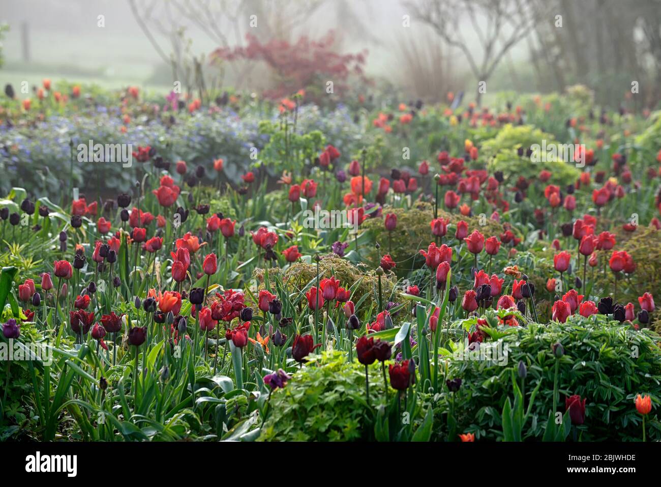 tulipa jan reus,tulip,tulips,mix,mixed combination,border,bed,red ...