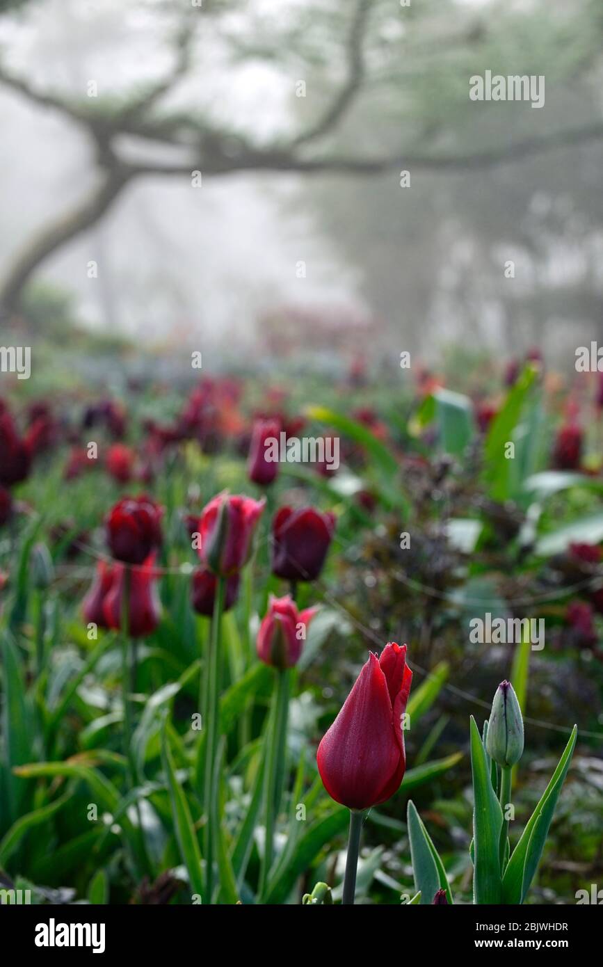 tulipa jan reus,tulip,tulips,mix,mixed combination,border,bed,red ...
