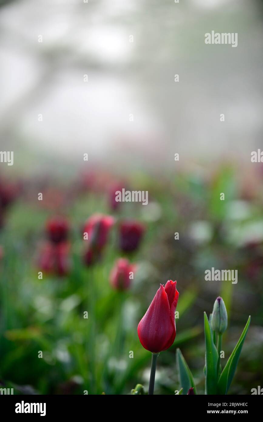 tulipa jan reus,tulip,tulips,mix,mixed combination,border,bed,red ...