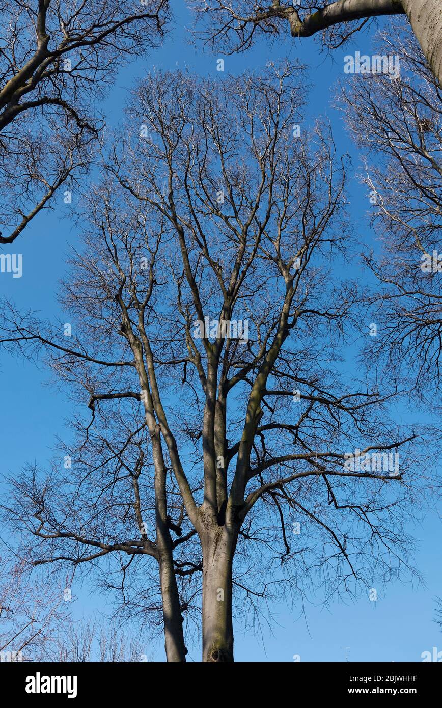 Lote tree hi-res stock photography and images - Alamy