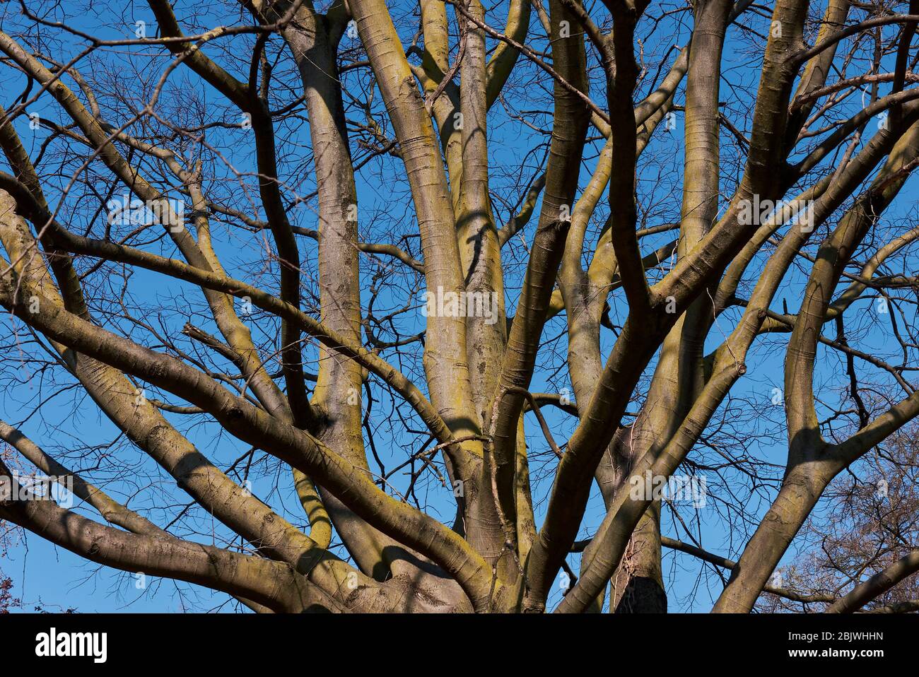 Lote tree branches hi-res stock photography and images - Alamy