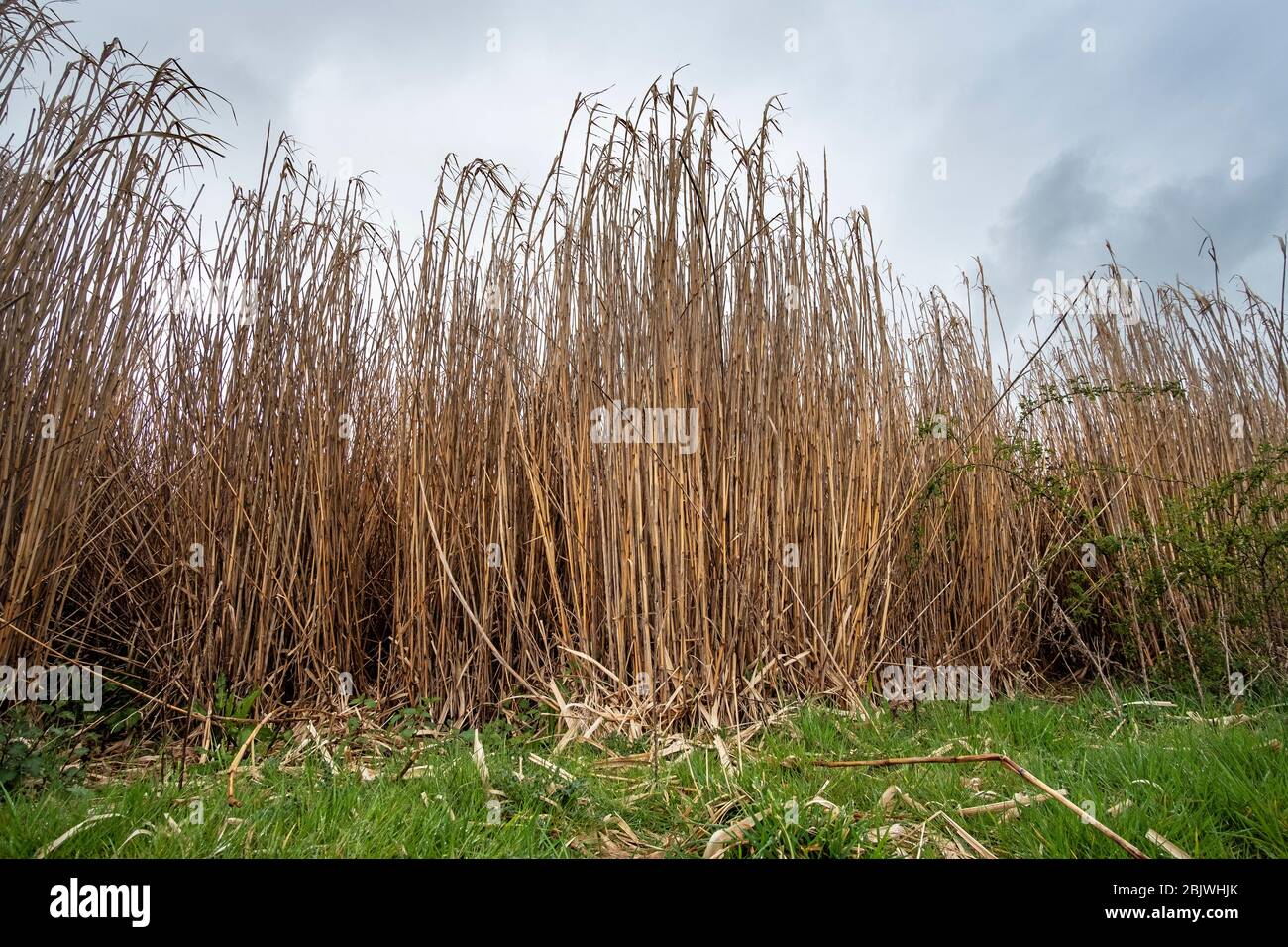 Common thatch grass hi-res stock photography and images - Alamy