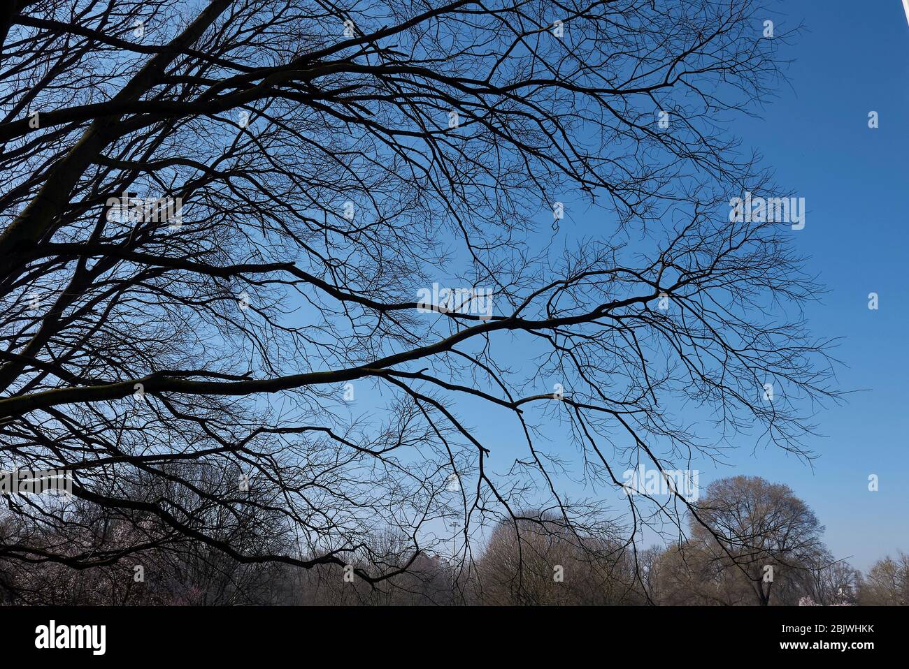 Lote tree branches hi-res stock photography and images - Alamy