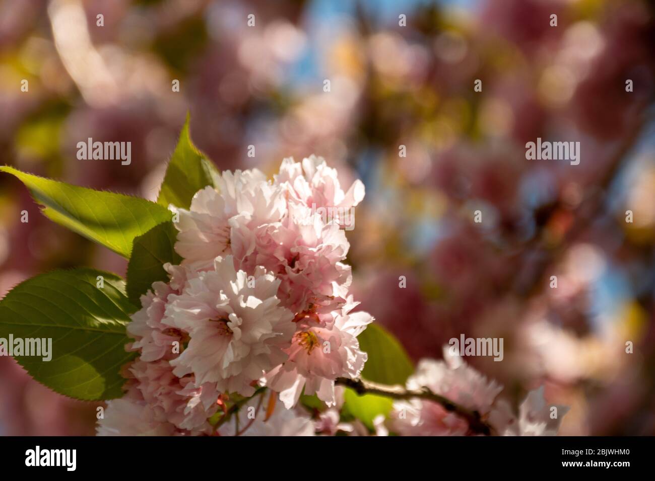 cherry blossom tree in bloom in the Netherlands Stock Photo - Alamy