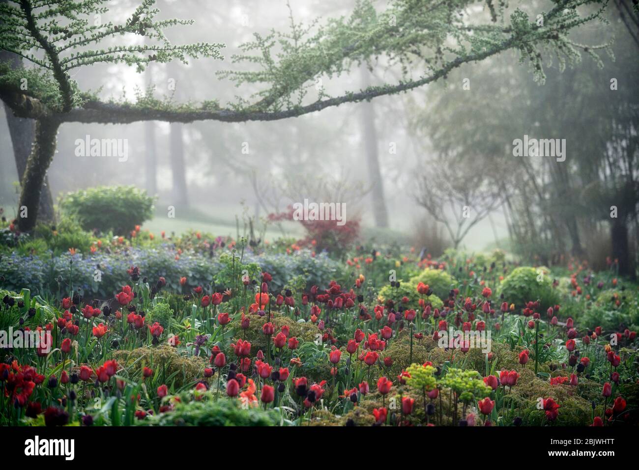 tulipa jan reus,tulip,tulips,mix,mixed combination,border,bed,red ...