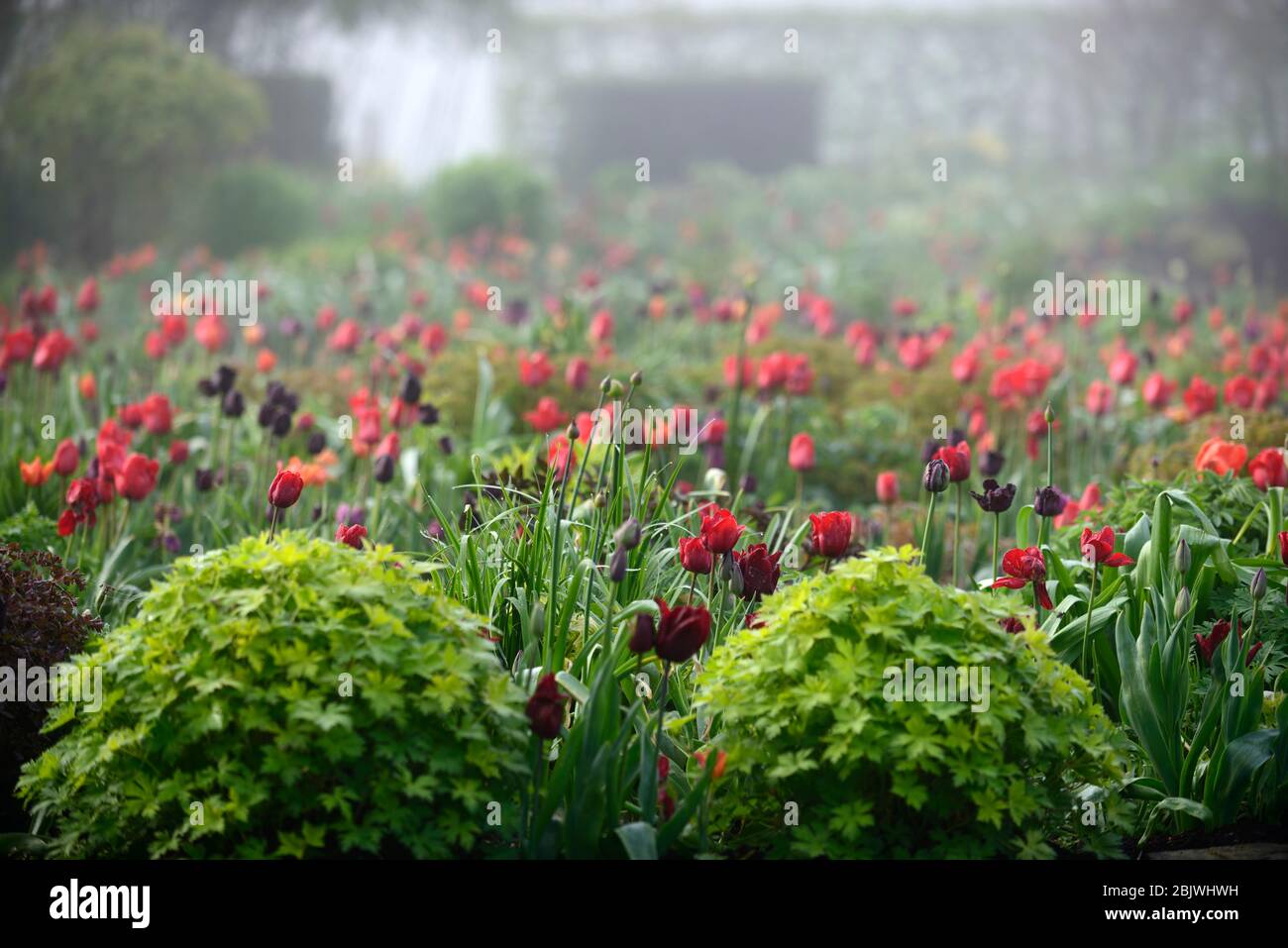 tulipa jan reus,tulip,tulips,mix,mixed combination,border,bed,red ...