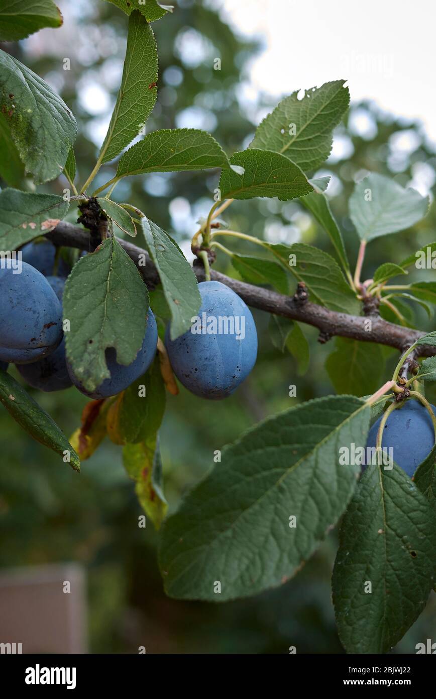 Blue plums on the tree Stock Photo - Alamy
