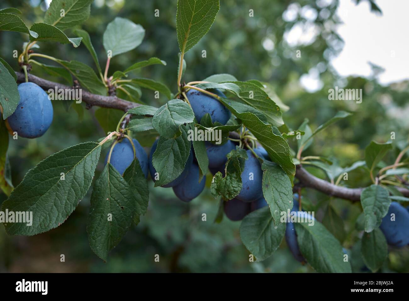 Plum blue hi-res stock photography and images - Alamy