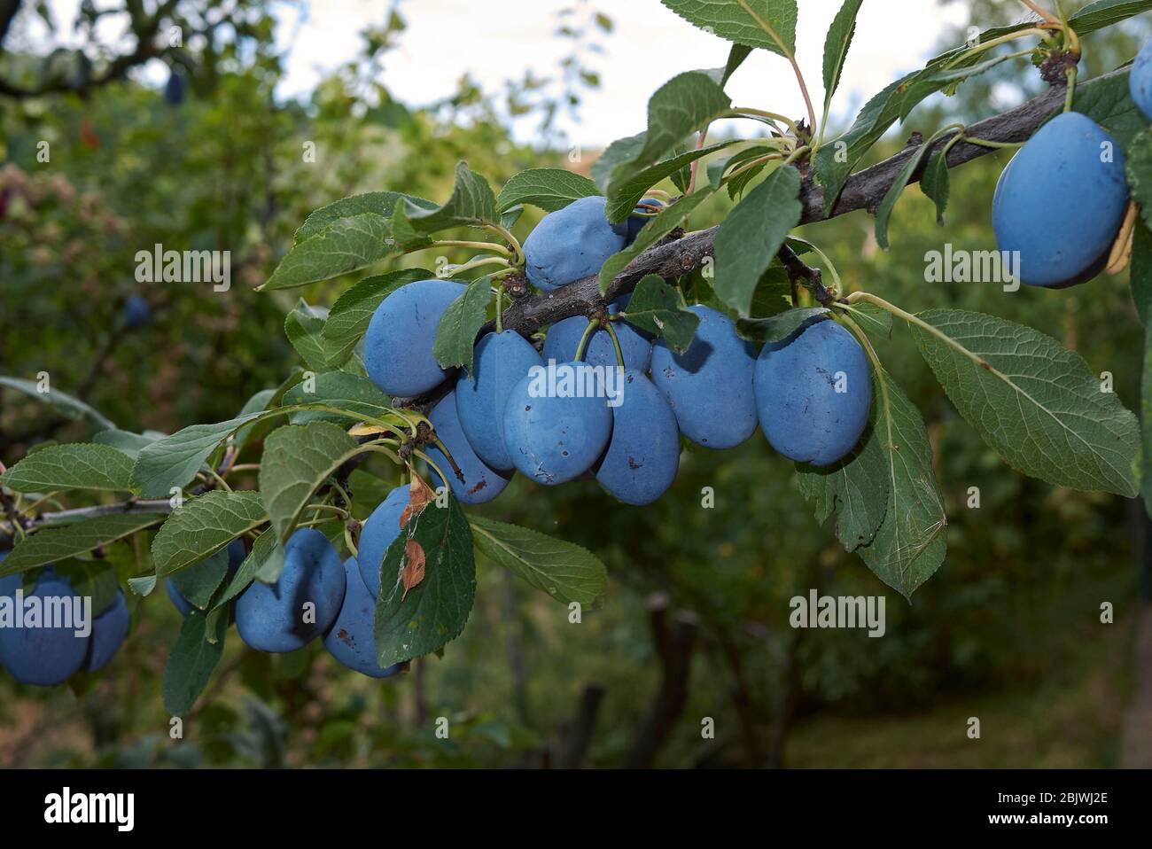 Blue plums on the tree Stock Photo - Alamy