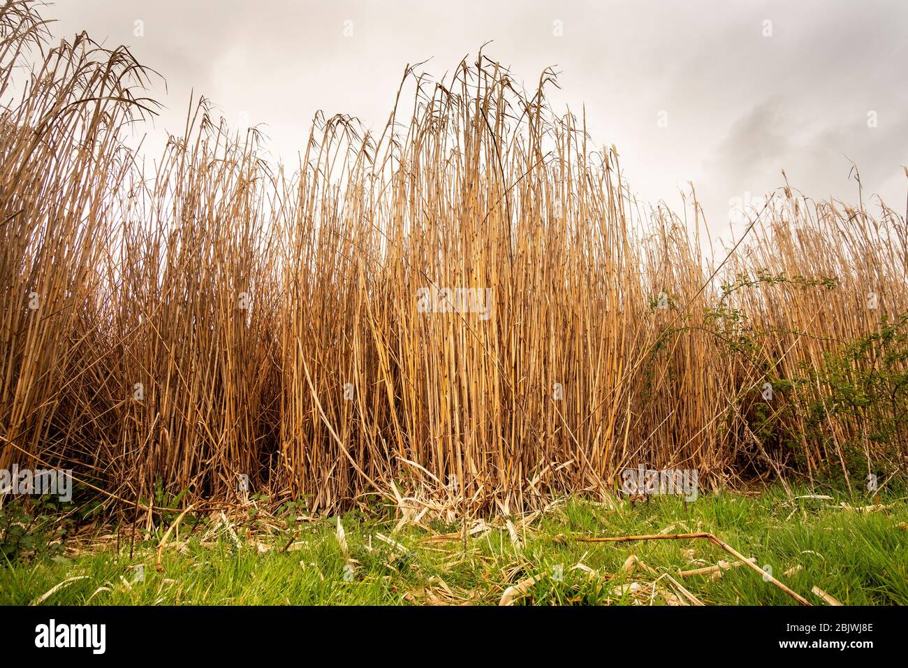 Common Thatching Grass High Resolution Stock Photography and Images - Alamy