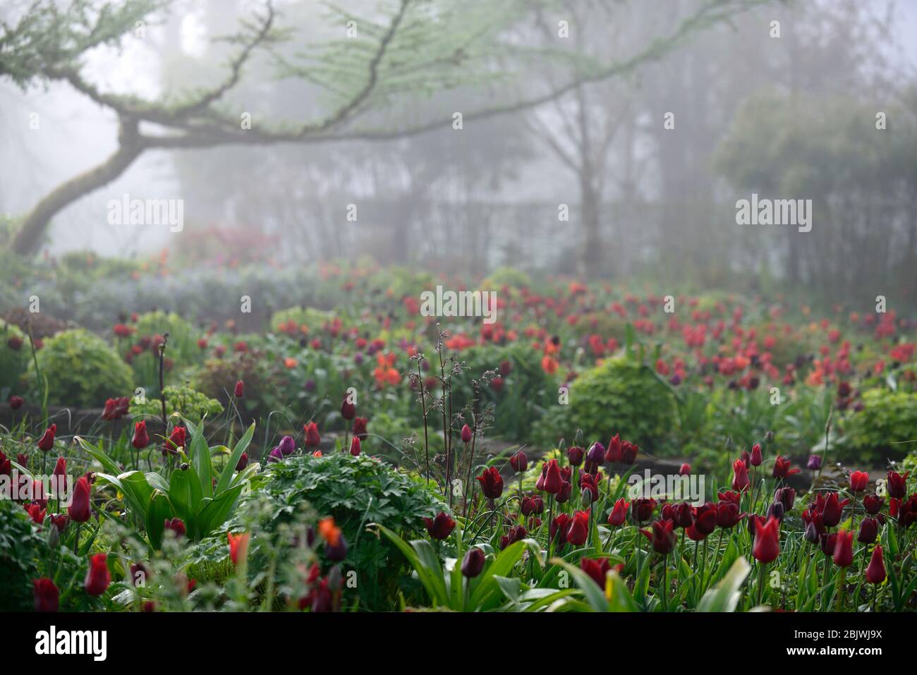 tulipa jan reus,tulip,tulips,mix,mixed combination,border,bed,red ...