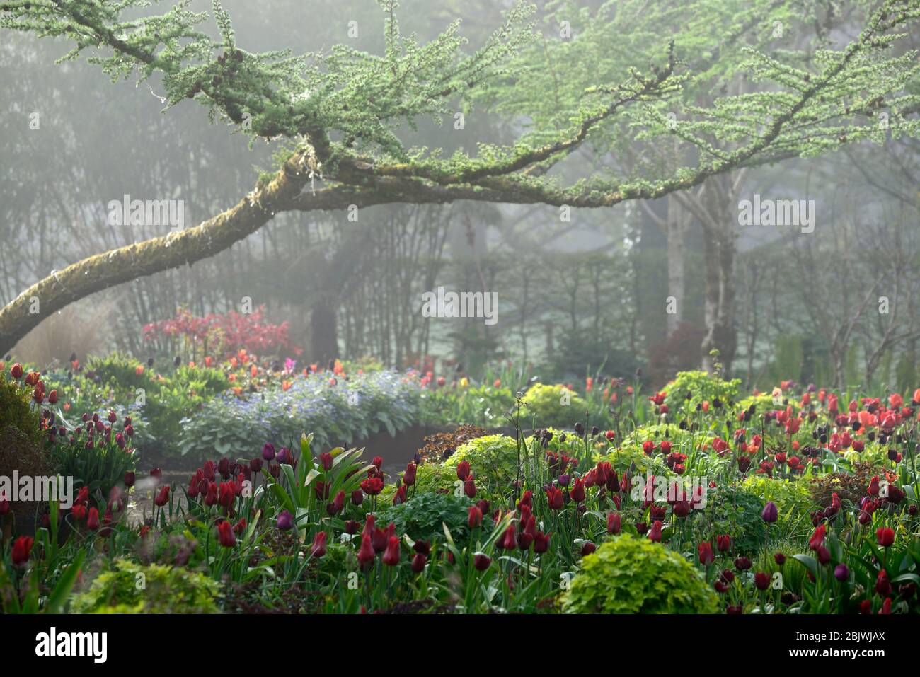 tulipa jan reus,tulip,tulips,mix,mixed combination,border,bed,red ...