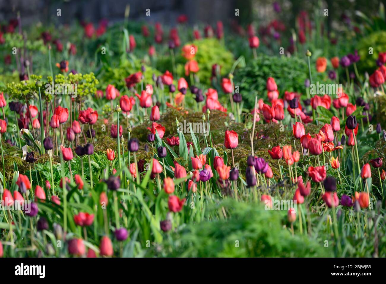 tulipa jan reus,tulip,tulips,mix,mixed combination,border,bed,red ...